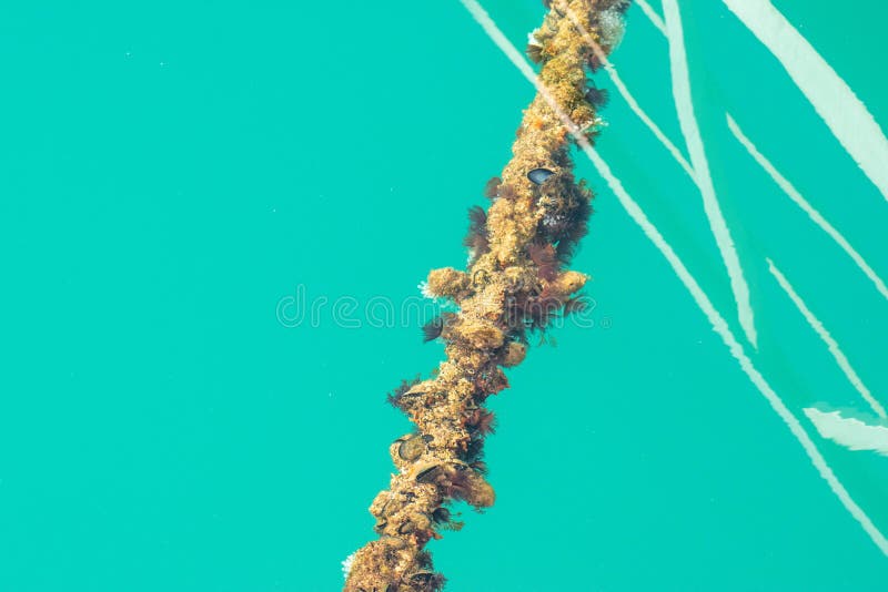 Algae Chain Under the Turquiose Sea Water Stock Image - Image of ...