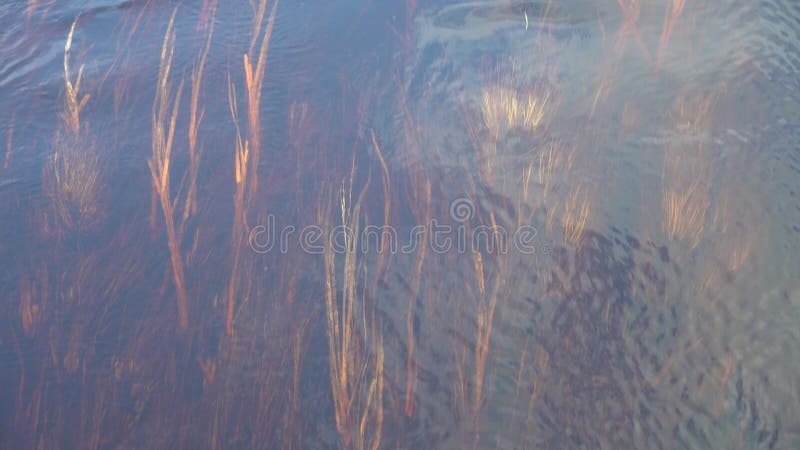 Algae in Clear Water. Long Grass. a River with a Fast Current Stock ...