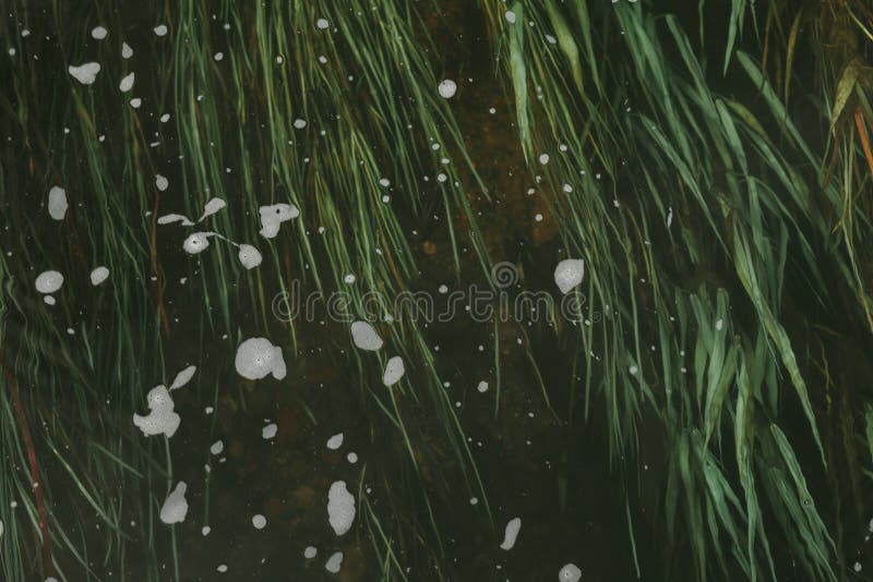 Algae in the Clear Water of the River. Natural Background Stock Photo ...