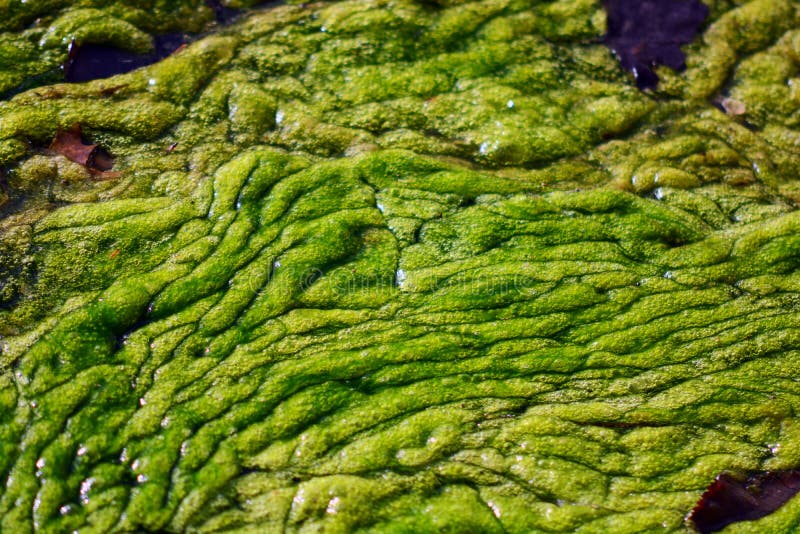 Algae stock photo. Image of closeup, river, pattern, natural - 85092052
