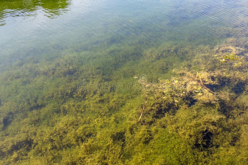 Algae Closeup in Lake Waters with Crystal Texture. a Bed of Green Algae ...