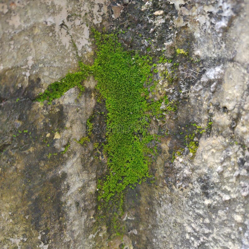Algae on the Compound Wall in Rains Stock Photo - Image of rains, water ...