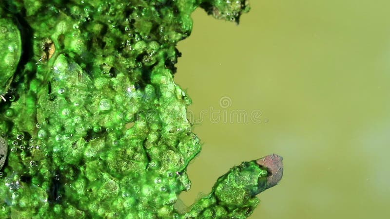 Algae Covered Leaves Floating on Planktonic Water Stock Video - Video ...