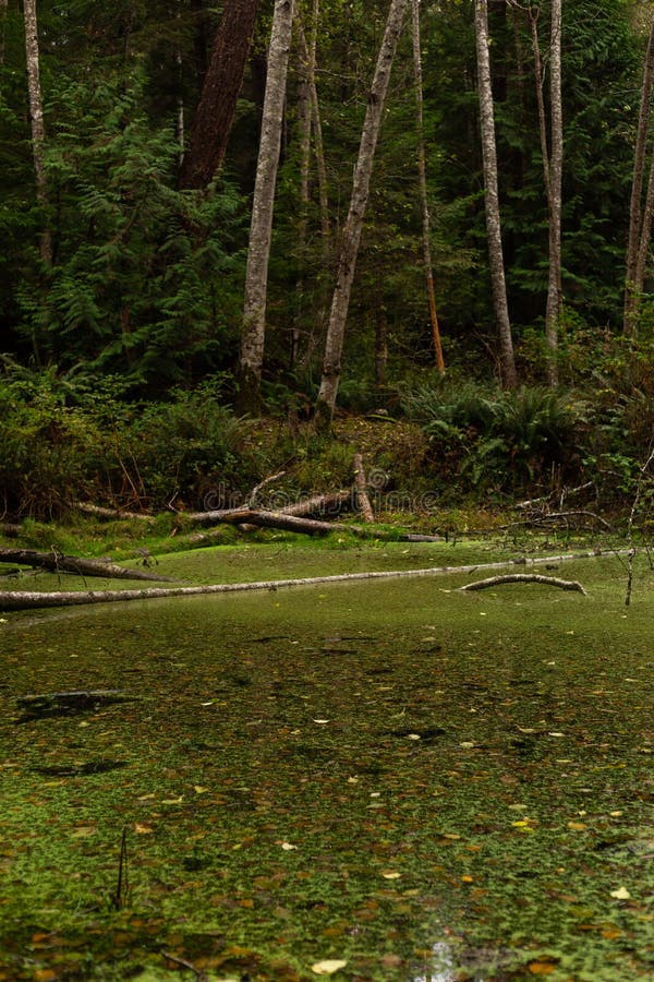 Algae Covered Pond in the Forest Stock Photo - Image of beautiful ...