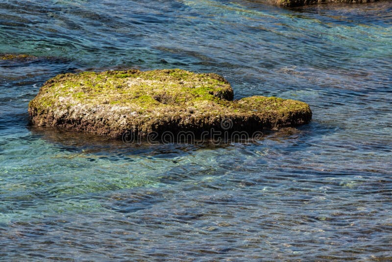 Algae Covered Rock in the Sea Stock Image - Image of environment ...