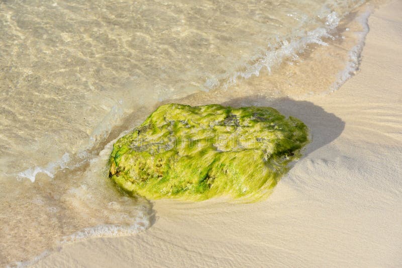 Algae Covered Rock with Water Around it Stock Image - Image of shore ...