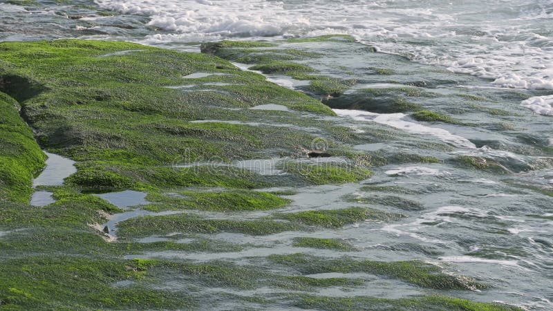 Algae-covered Rocks at Ocean Shore Stock Footage - Video of green ...