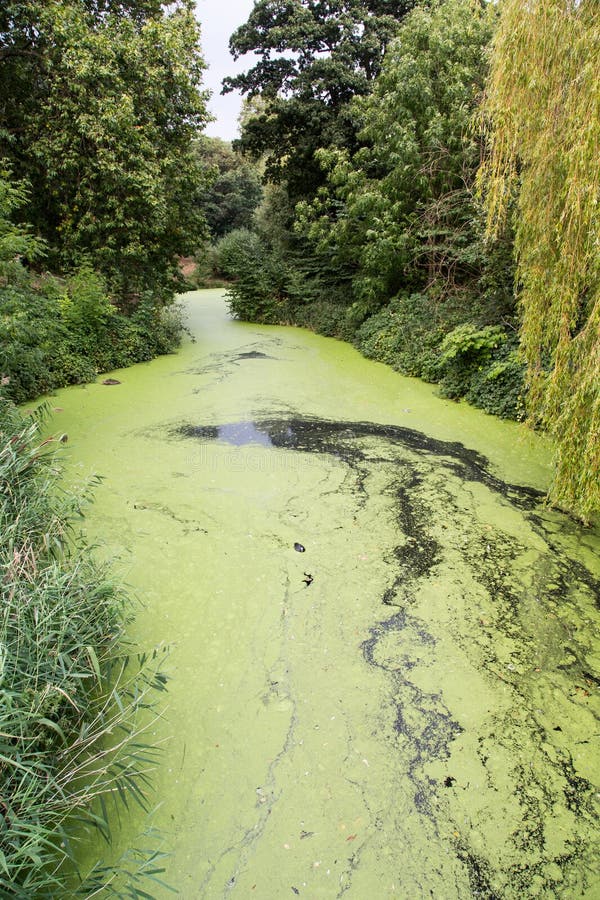 Stream Covered By Green Algae Stock Image - Image of water, meandering ...