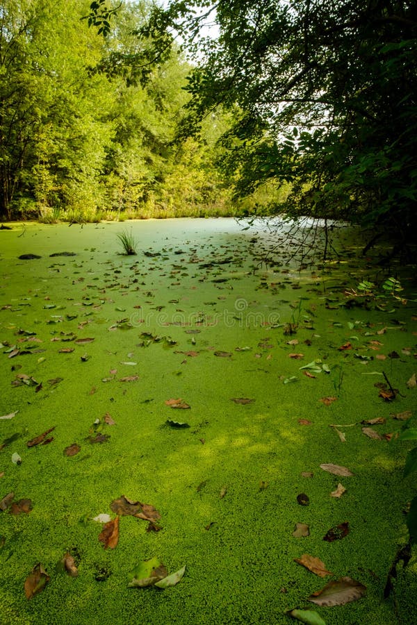 Algae Covered Lake in a Country Estate in Winter Stock Image - Image of ...