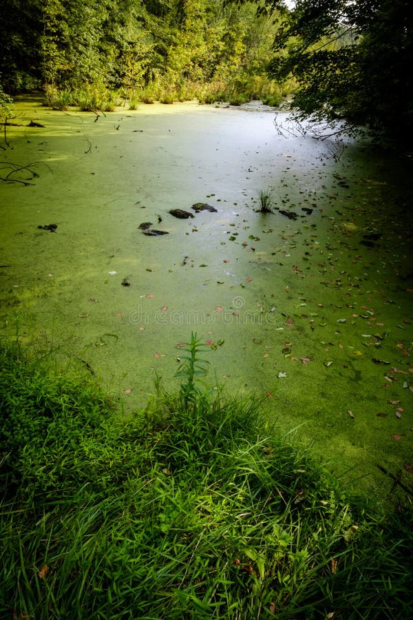 Algae Covered Swamp stock photo. Image of forest, greenery - 130673026