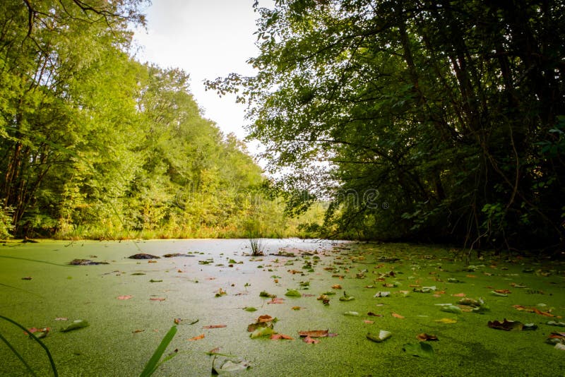 Algae Covered Swamp stock image. Image of eery, lake - 130673059
