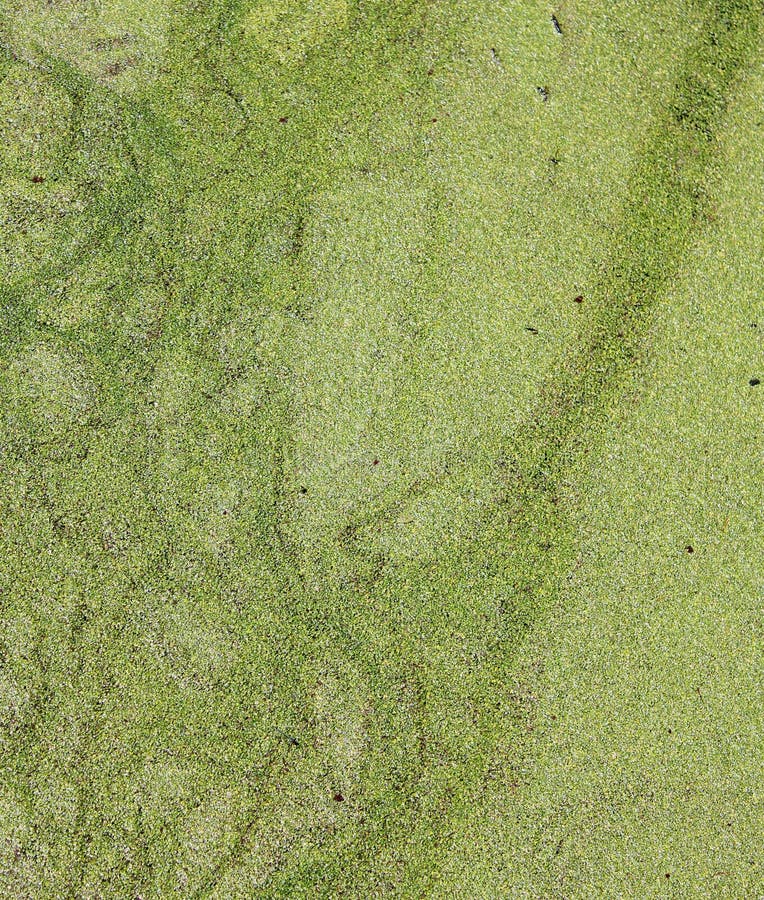 Algae covered swamp water stock image. Image of nature - 24269911