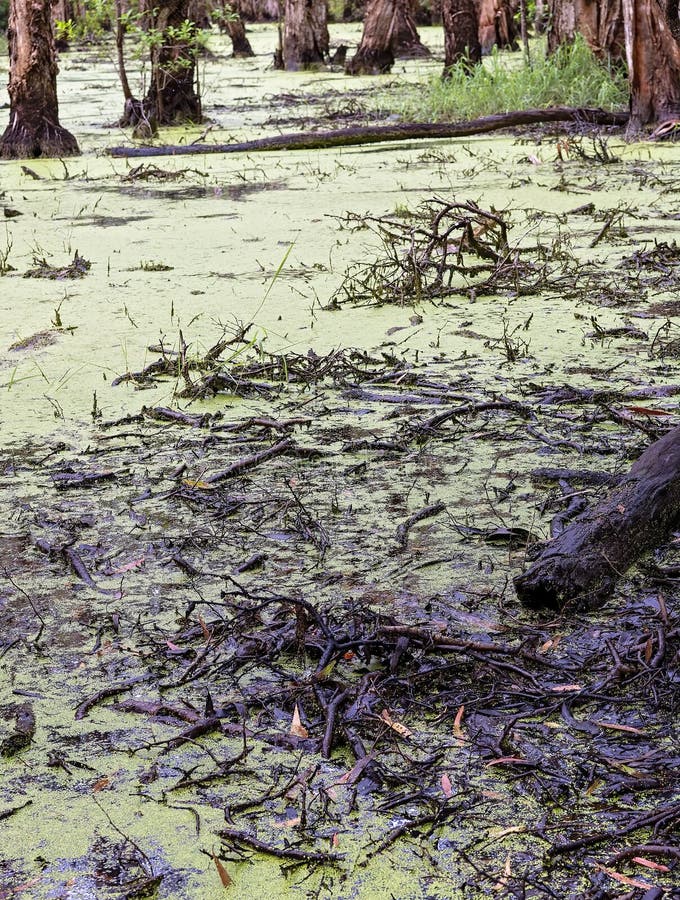 Algae Covered Swamp stock photo. Image of paper, australia - 213613684