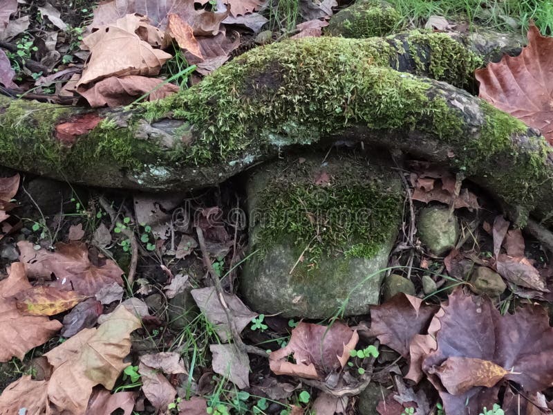 Algae Covered Tree Root stock photo. Image of rock, yard - 233717166