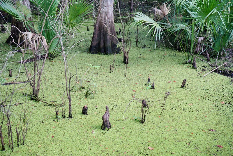 Algae stock photo. Image of resort, blue, asleep, animal - 77822052