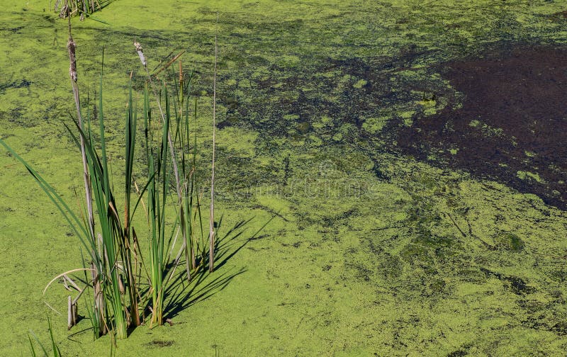 Algae Creates a Pattern in a Small Pond Stock Image - Image of oregon ...