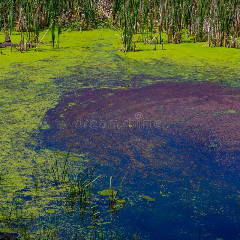 Algae Creates a Pattern in a Small Pond Stock Photo - Image of surface ...