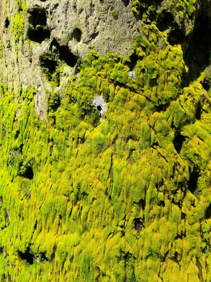 Algae and Cyanobacteria are Simple, Plant Stock Photo - Image of soil ...