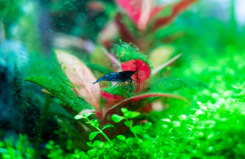 Algae in a Dirty Home Aquarium with Shrimps, Alternanthera Reineckii ... Algae in a Dirty Home Aquarium with Shrimps, Alternanthera Reineckii ...