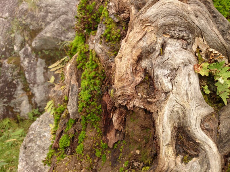 Tree Algae stock image. Image of bark, abstract, gray - 29802349