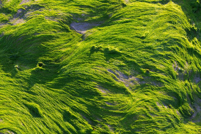 Algae stock image. Image of stony, scenery, coast, english - 49828695