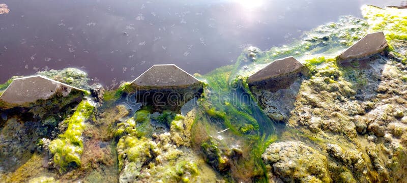 Algae: Effective Water Purification in Nature with Visible Growth and ...