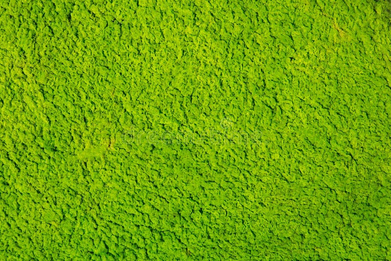 Algae Floating in Wastewater Pond Stock Photo - Image of gross, light ...