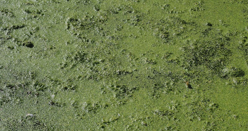 Algae floating on water stock photo. Image of surface - 285214928