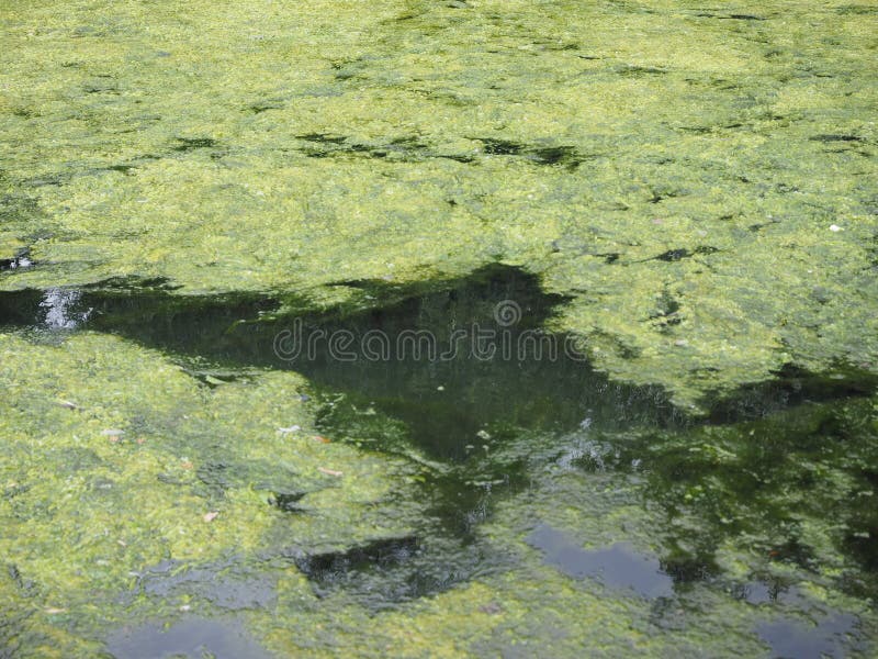 Algae floating on water stock image. Image of scum, rock - 13246297