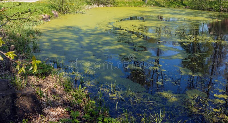 Flowering Algae Pond in the Spring Stock Image - Image of color, pond ...