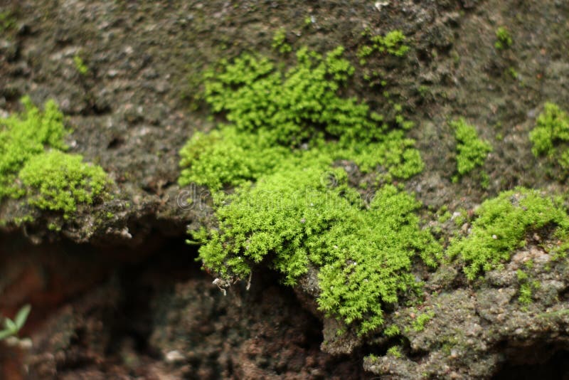 Algae Formation on the Wall Stock Image - Image of shot, unclean: 191957247