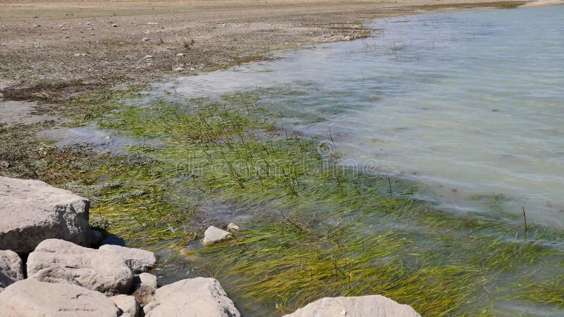 Algae Formed in the Lake, Fresh Water Algae Stock Footage - Video of ...