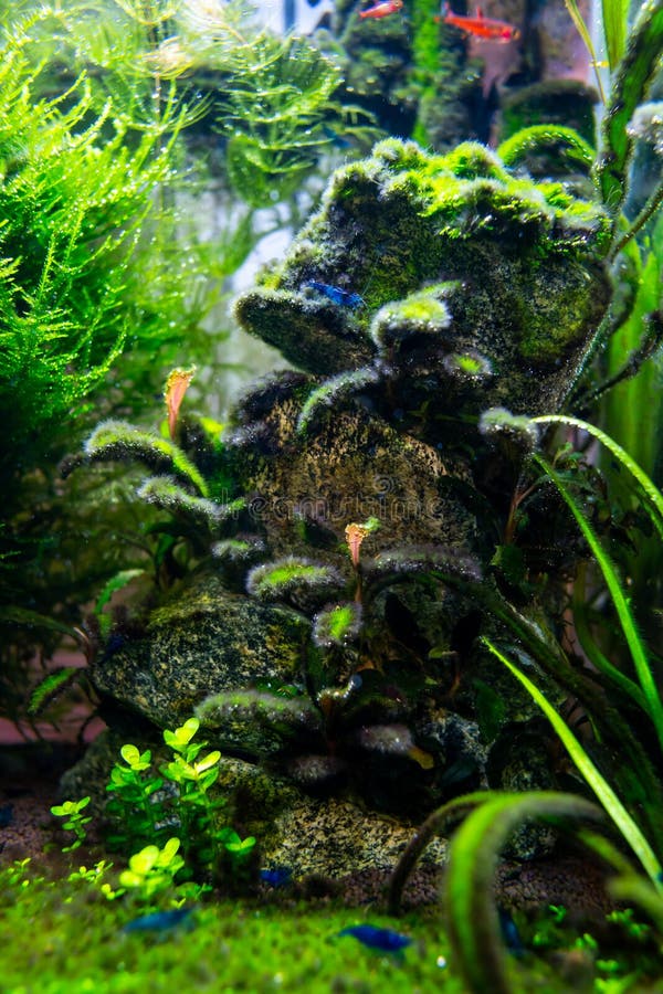 Algae in a Freshwater Aquascape, a Home Dirty Aquarium with Fish ... Algae in a Freshwater Aquascape, a Home Dirty Aquarium with Fish ...
