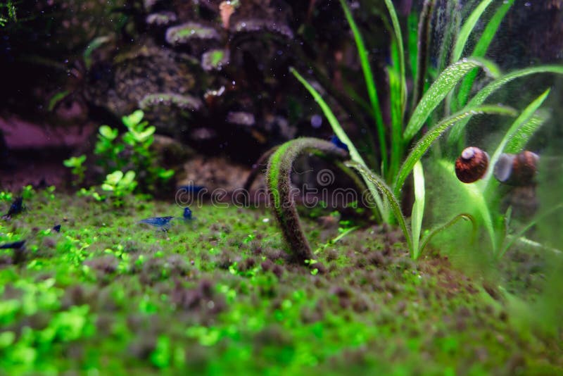 416 Types Fish Freshwater Stock Photos - Free & Royalty-Free Stock ...