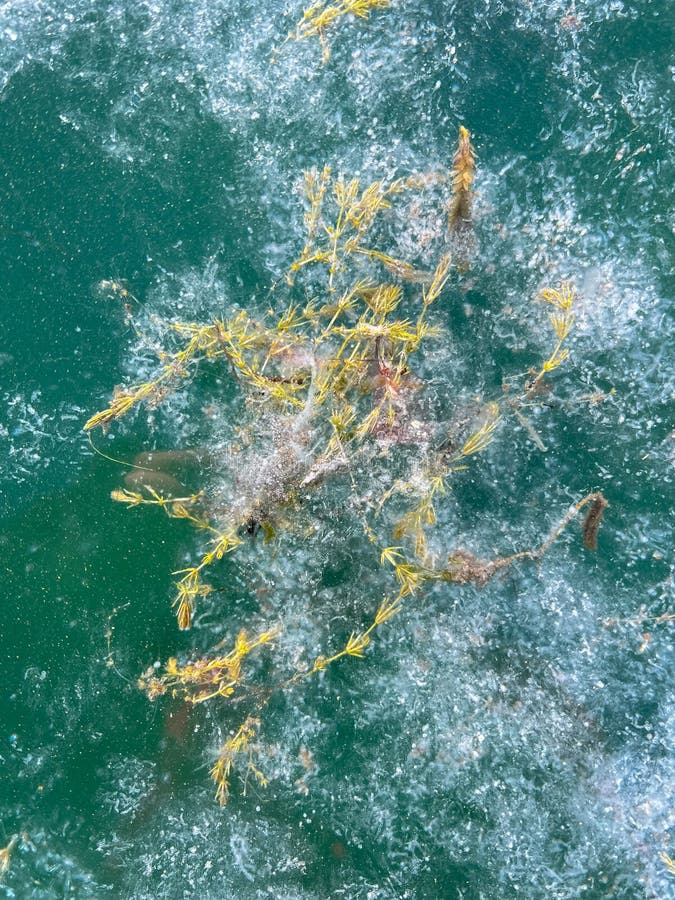 Algae Frozen into Ice on the Lake Stock Image - Image of grass ...