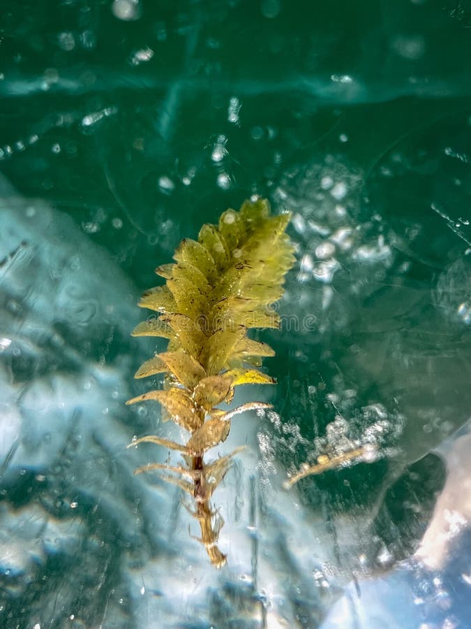 Algae Frozen into Ice on the Lake Stock Image - Image of underwater ...