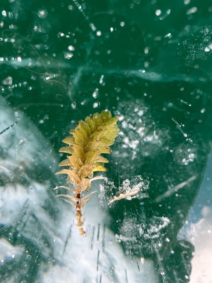 Algae Frozen into Ice on the Lake Stock Photo - Image of cool, water ...
