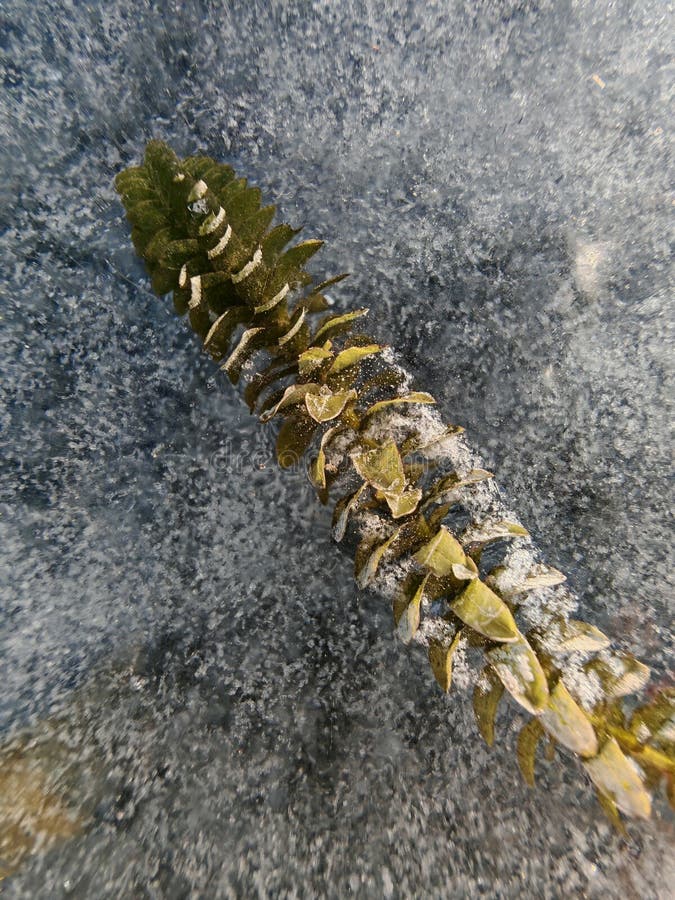 Algae Frozen in Ice of Lake Baikal with Abstract Cracks Stock Photo ...