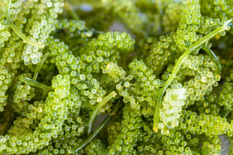 Algae grape bunch stock image. Image of bunch, frame - 103855337