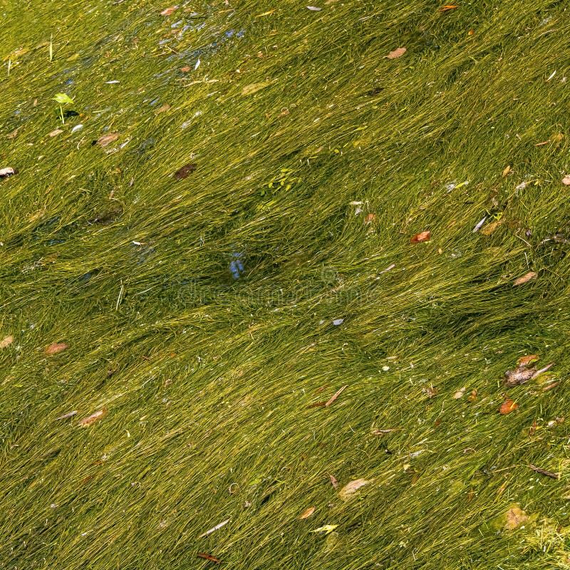 Algae and Grass Covered Creek in Summer Stock Image - Image of travel ...