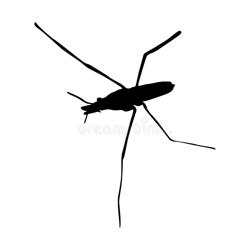 Gerridae Tribe Stock Illustrations – 1 Gerridae Tribe Stock ...