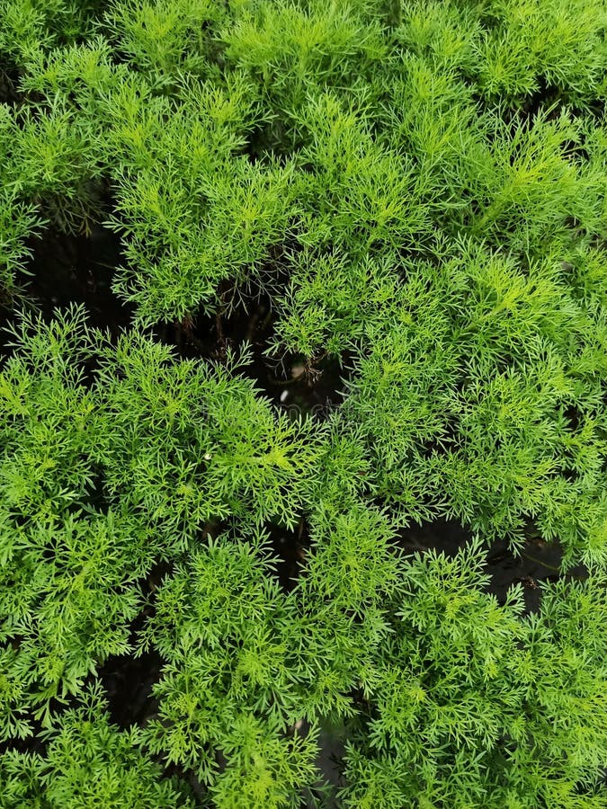 Algae Plant on the Roadside Stock Image - Image of growing, flower ...