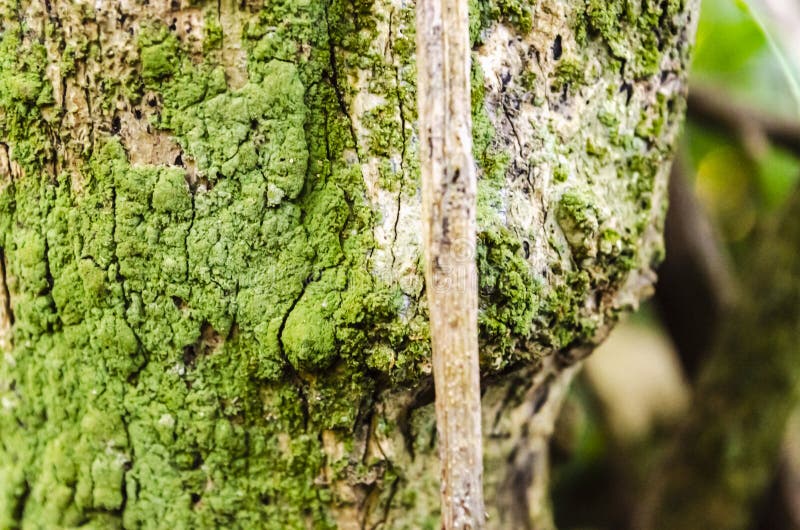 Algae Growing on Tree stock image. Image of lichen, moss - 294677633