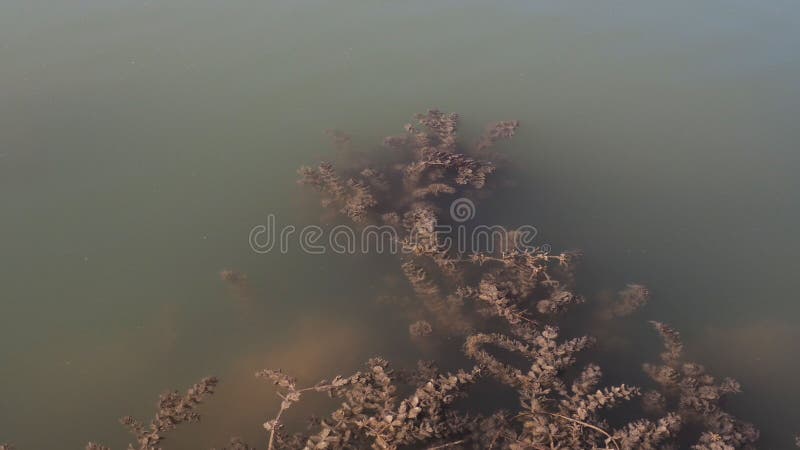 Algae that Grows in the Water, Algae Stock Image - Image of grows ...