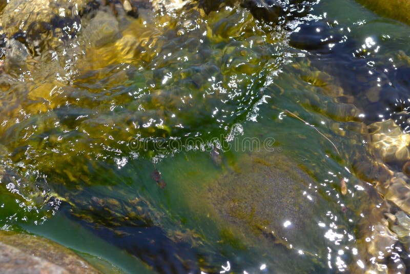 Algae Growth on Rock Flowing with Water Current Stock Photo - Image of ...