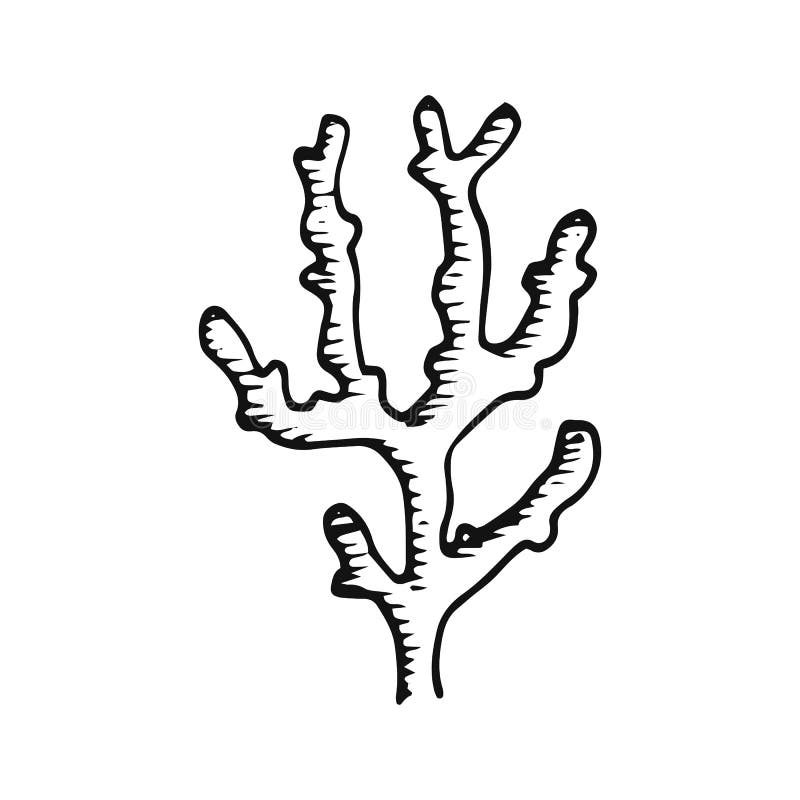 Algae Leaves. Simple Sketch Vector Isolated Stock Vector - Illustration ...