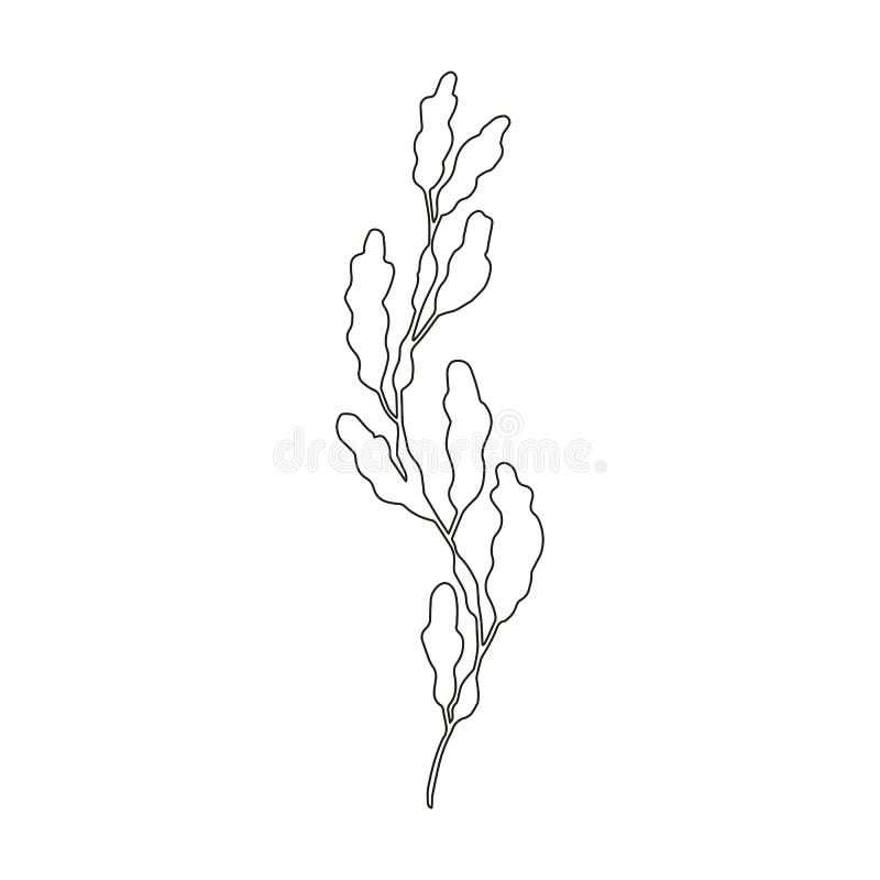 Algae hand drawing vector stock vector. Illustration of icon - 89917538