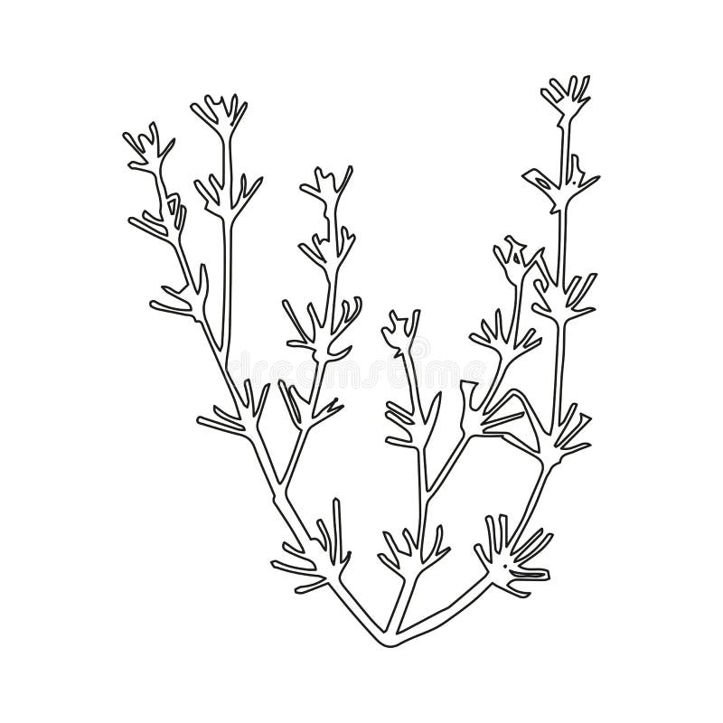 Algae hand drawing vector stock vector. Illustration of icon - 89917932