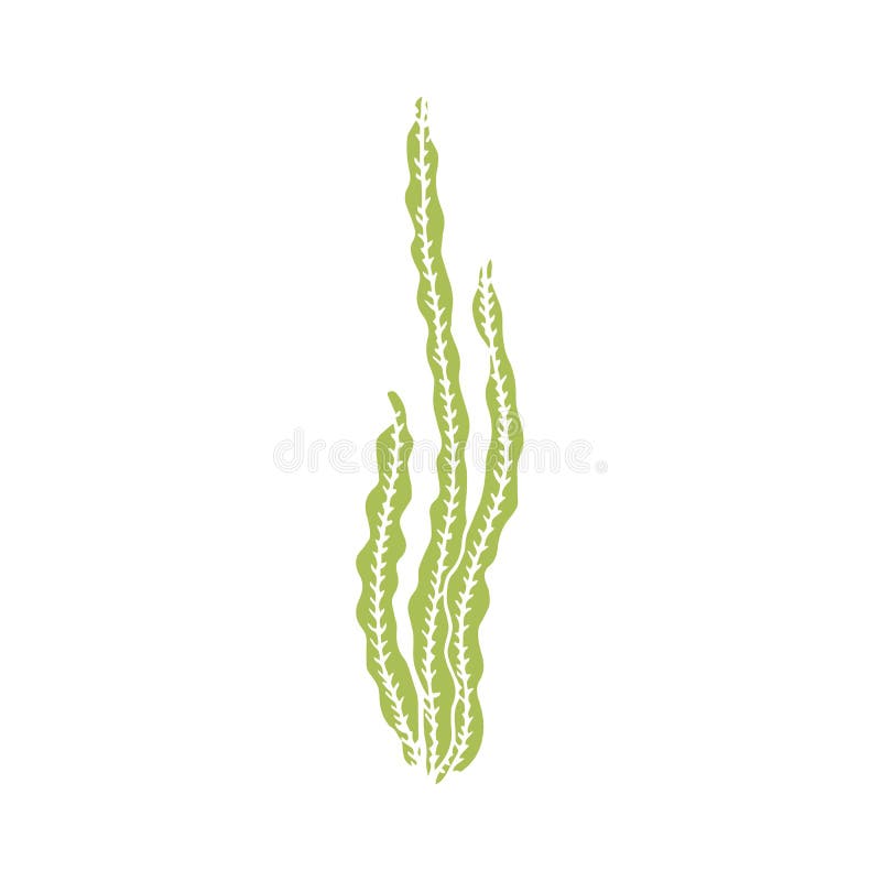 Algae hand drawing vector stock vector. Illustration of grass - 90238523