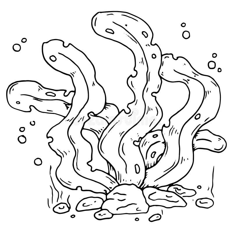 Vector Seaweed Illustration. Hand Drawn Drawing of Algae in Outline ...